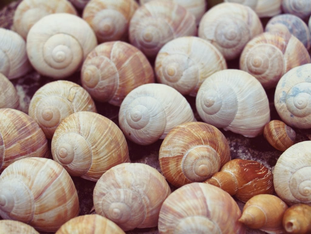 Why are Snails Food in France? - Food+Wine Tourism